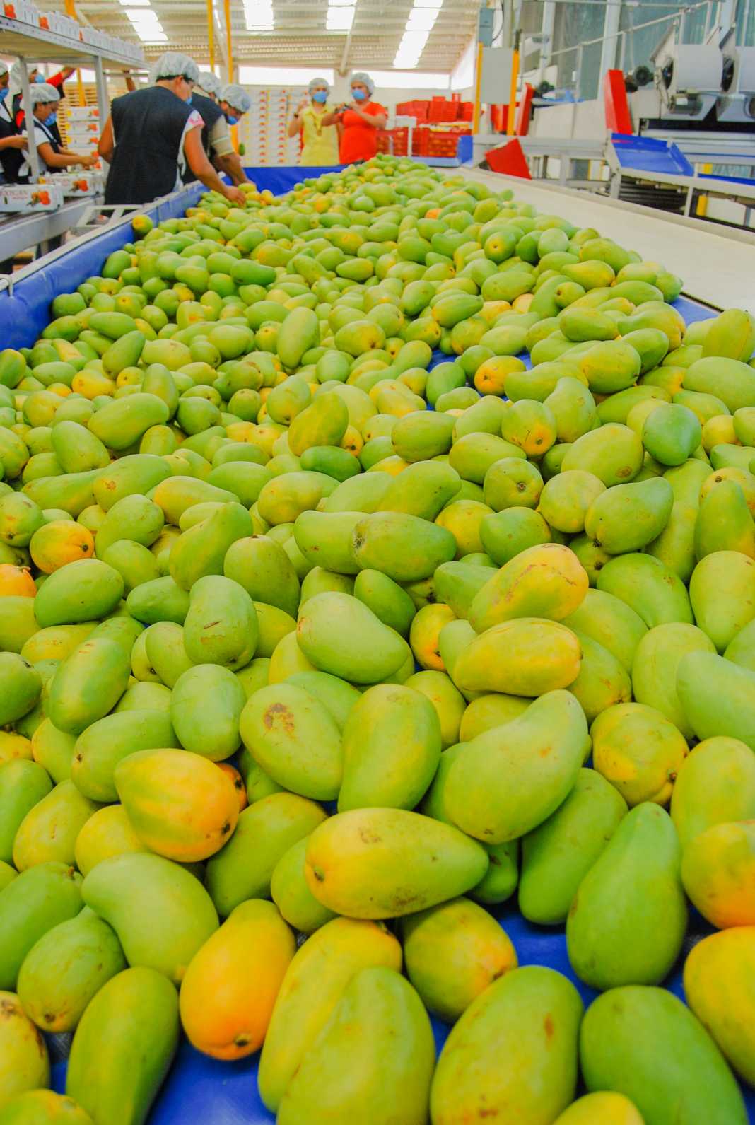 Aumenta producción de mango mexicano 36 por ciento en tres años