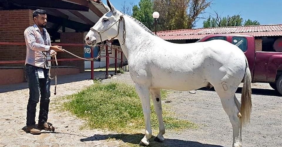 Burro Mixteco, una nueva raza creada en México