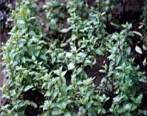 ¿Qué es el nurite? Planta medicinal utilizada en la región Purépecha de ...
