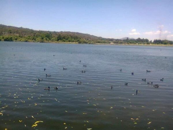 Este verano, disfruta de la belleza de la laguna de Zacapu