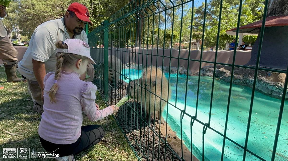 Interactúa con los capibaras en el Zoológico de Morelia