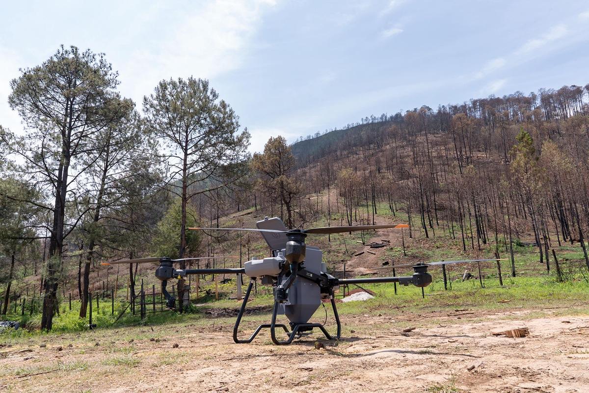 Michoacán impulsa reforestación de bosques con dispersión de semillas ...