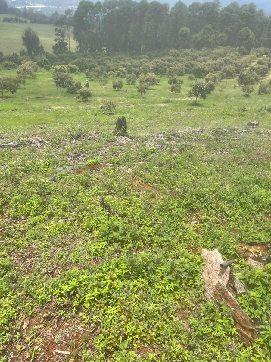 Cateo en predio de Tacámbaro por delitos ambientales