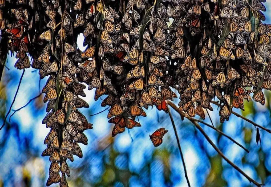 Santuarios de la Mariposa Monarca en Michoacán imperdibles para turistas