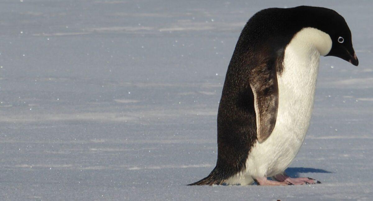 La verdad del video viral del pingüino nihilista de Werner Herzog