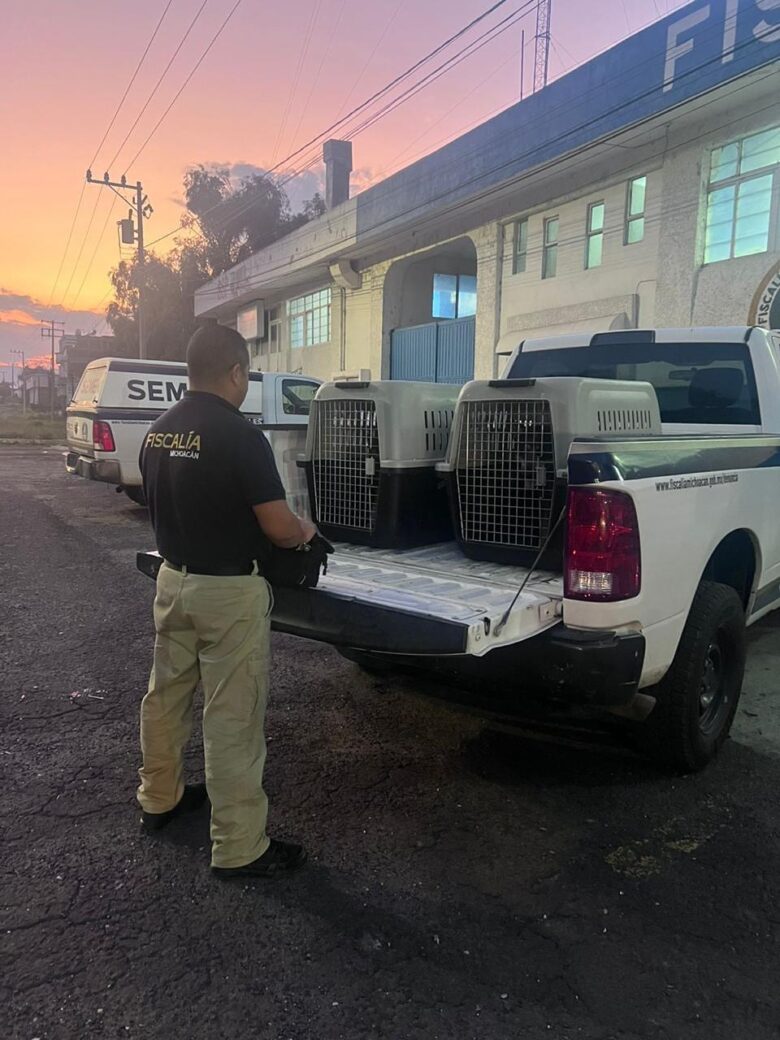 Ejecutan cateo por maltrato animal en Hidalgo